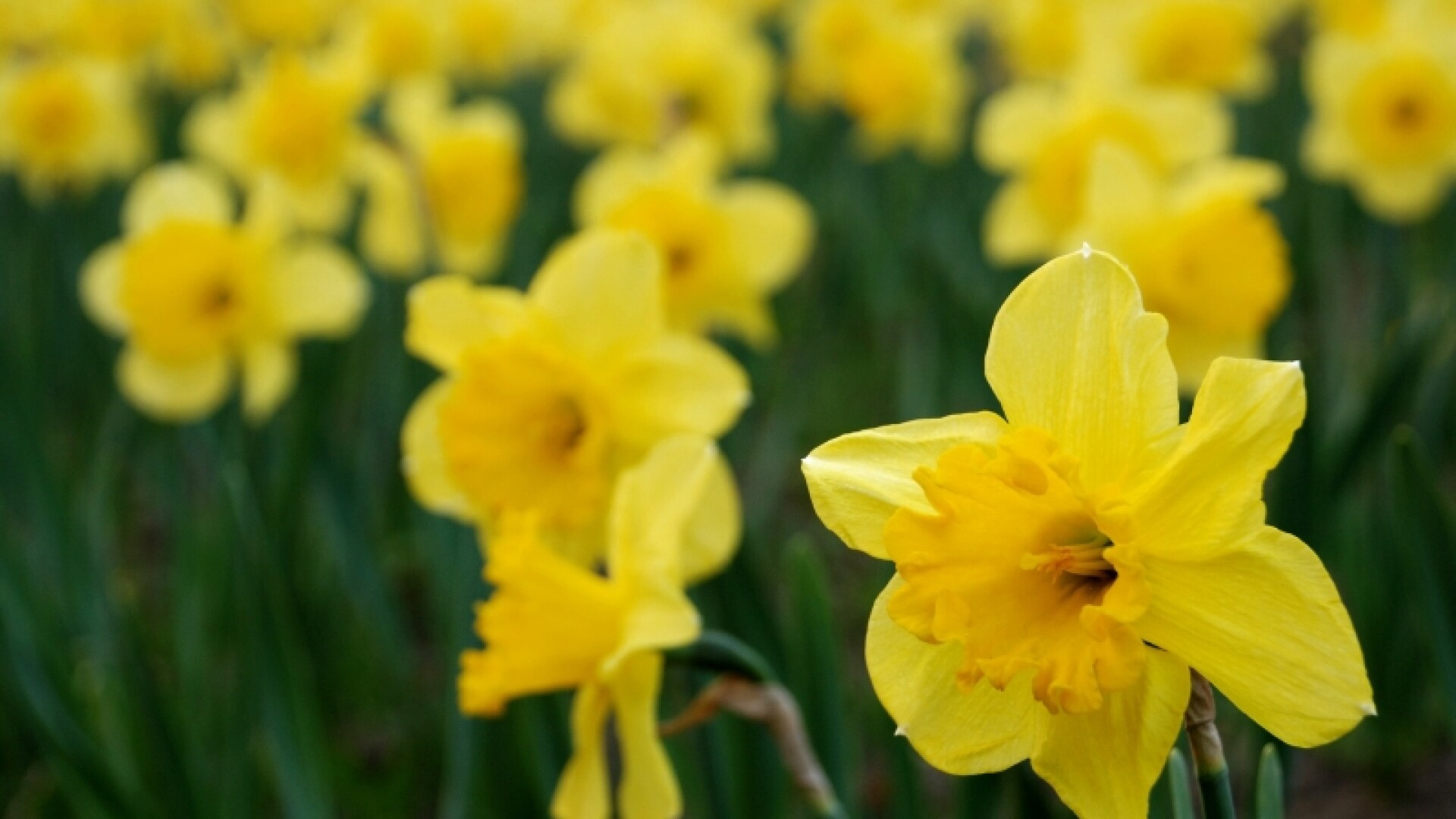 Narcisele pot incetini evolutia maladiei Alzheimer - Știrile ProTV