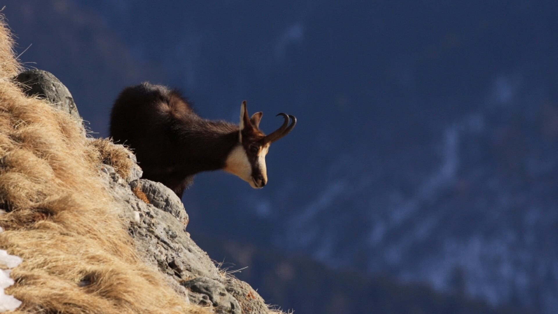 Heidi, pui de capra neagra, membru al echipei de salvamontisti Busteni ...