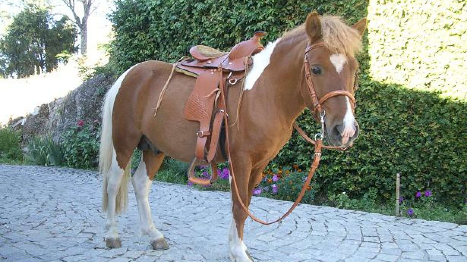 Spectacol cu cei mai mici caluti din lume! - Știrile ProTV