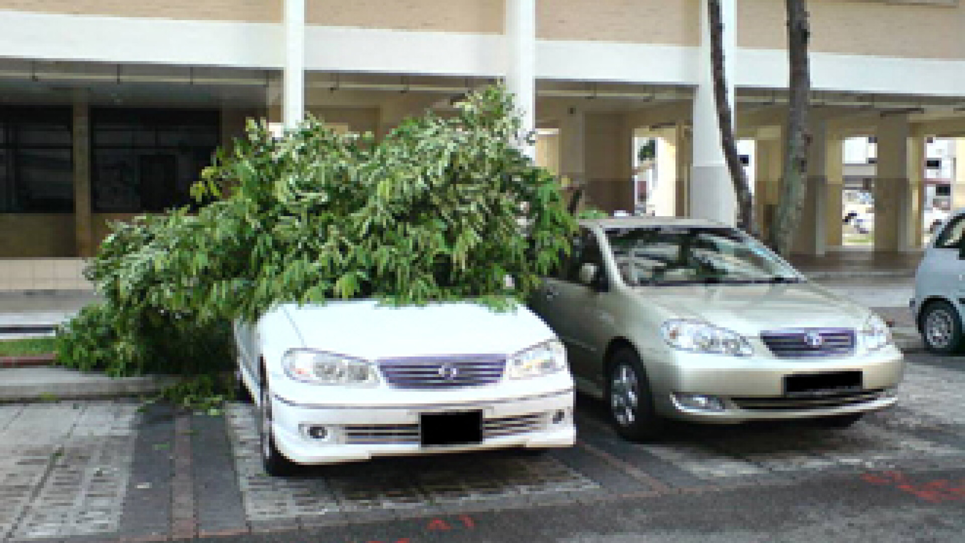 Atentie, cad copaci! Patru masini avariate la Constanta si Timisoara ...