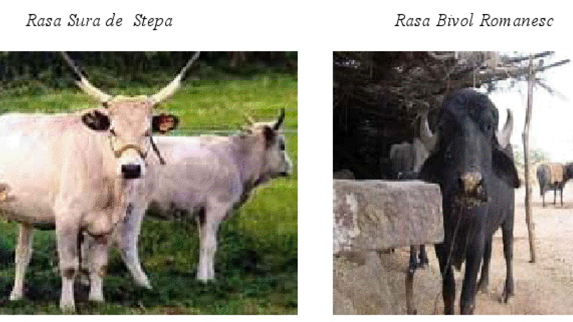 Vaca baltata si albina carpatina, exemplare extraordinare pe care ...