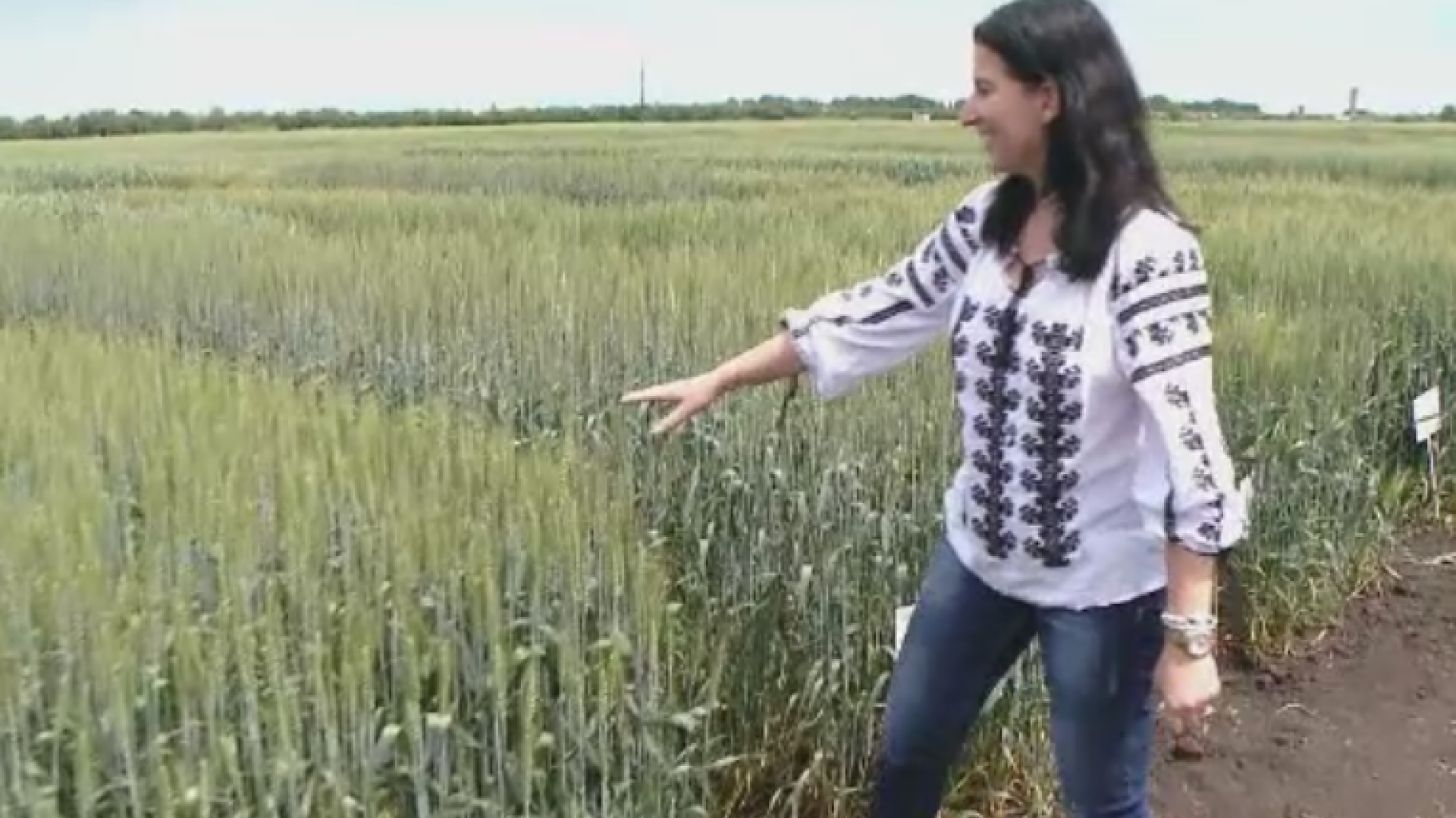 Soiul de grau romanesc care ar putea revolutiona industria painii ...