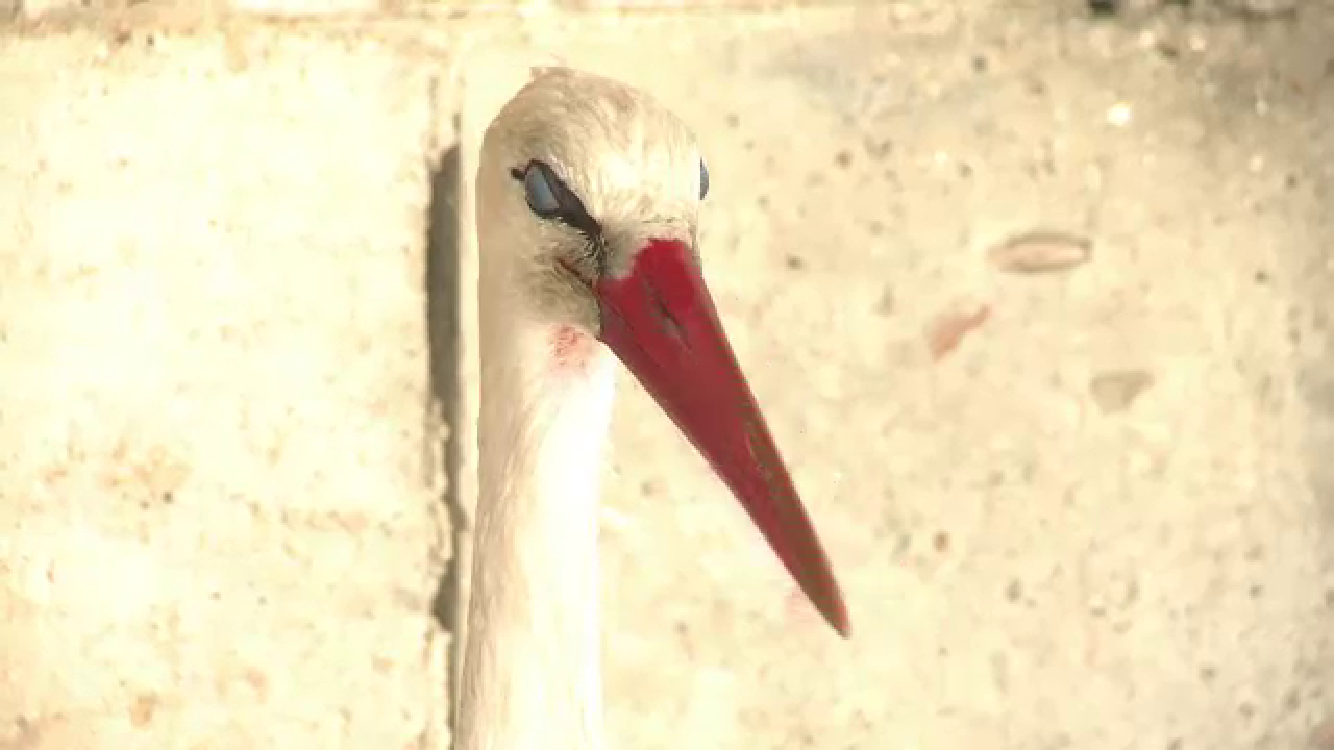 O curca a clocit 3 oua de barza, dupa ce barzoiul Gheorghe si-a rupt ...