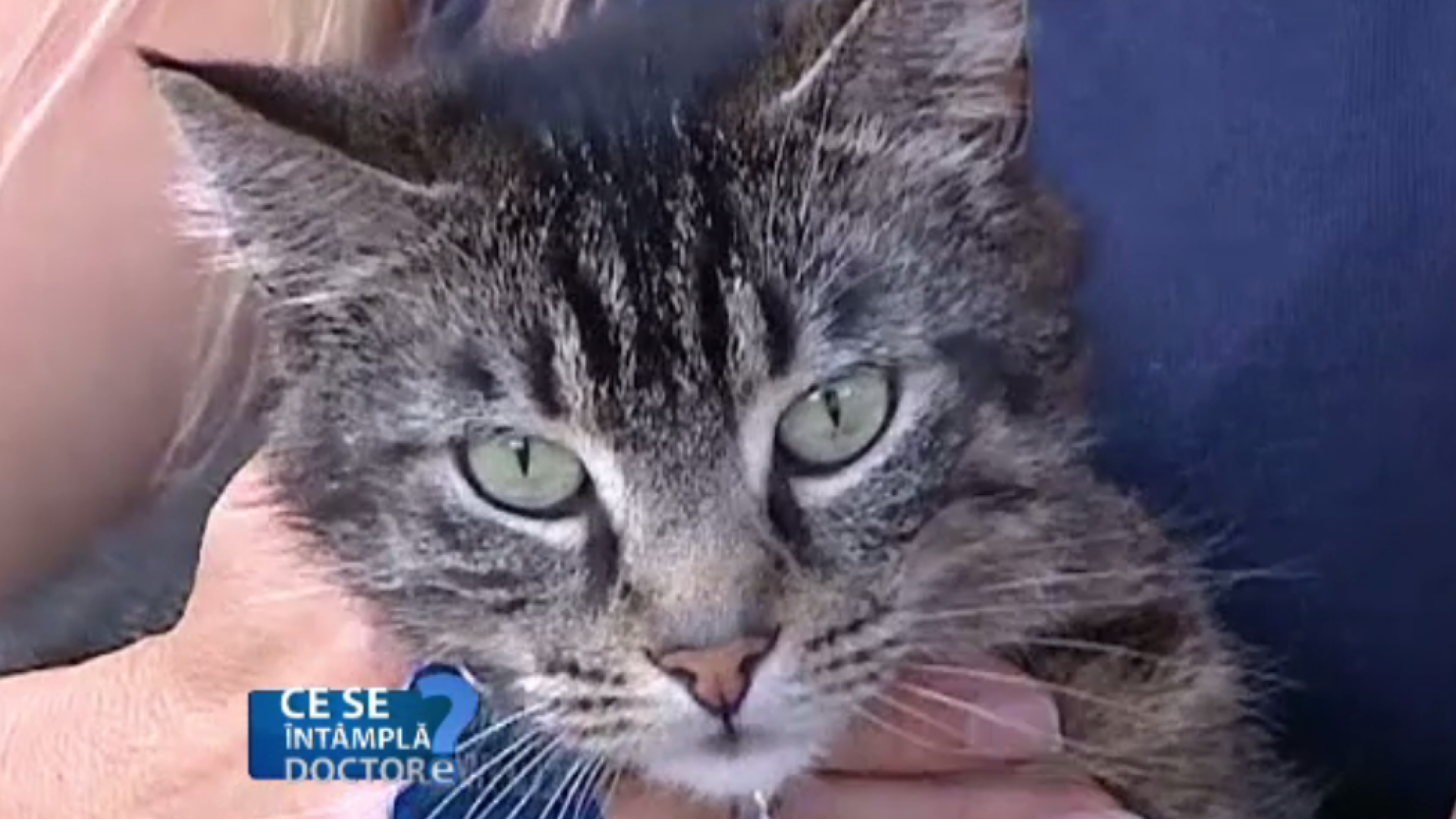 Un alergic la acarieni manifesta aceeasi slabiciune la perii de animal ...