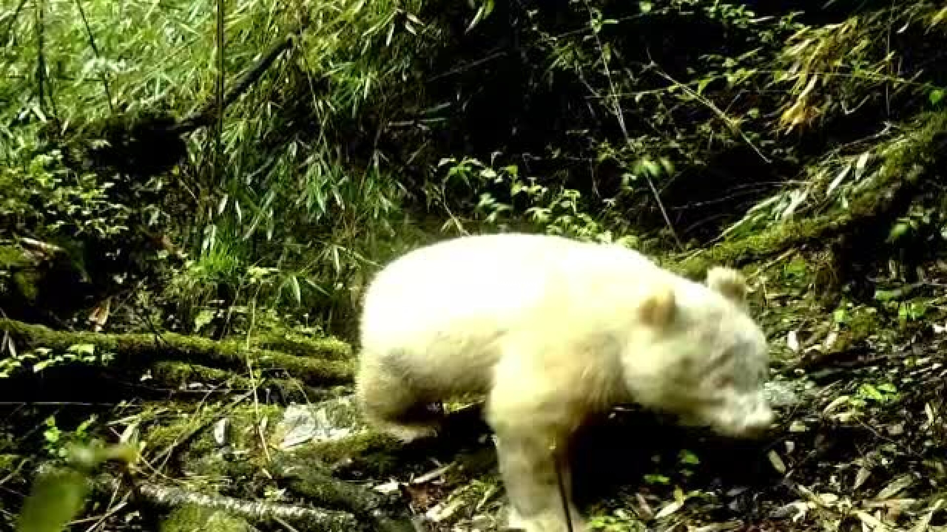 Imagini rare în China. Un urs panda albinos, fotografiat într-o pădure ...