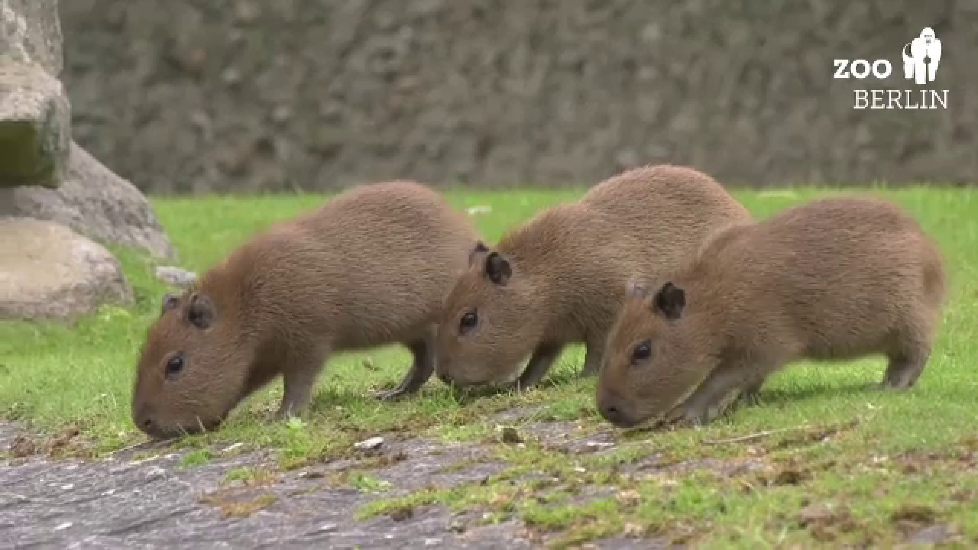 Primii pui de capibara, născuți în ultimii 6 ani în captivitate, au ...