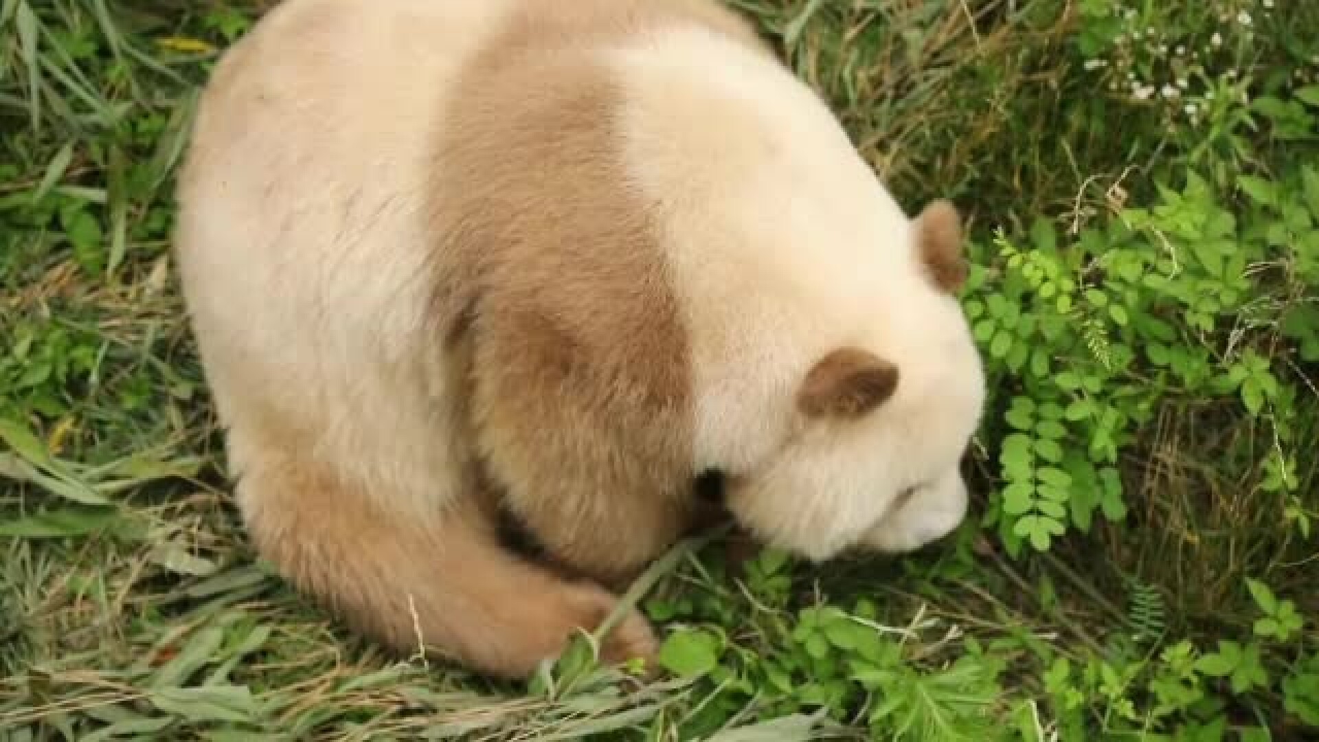 Apariție rară într-o pădure din China. Un urs panda maro, surprins de o ...