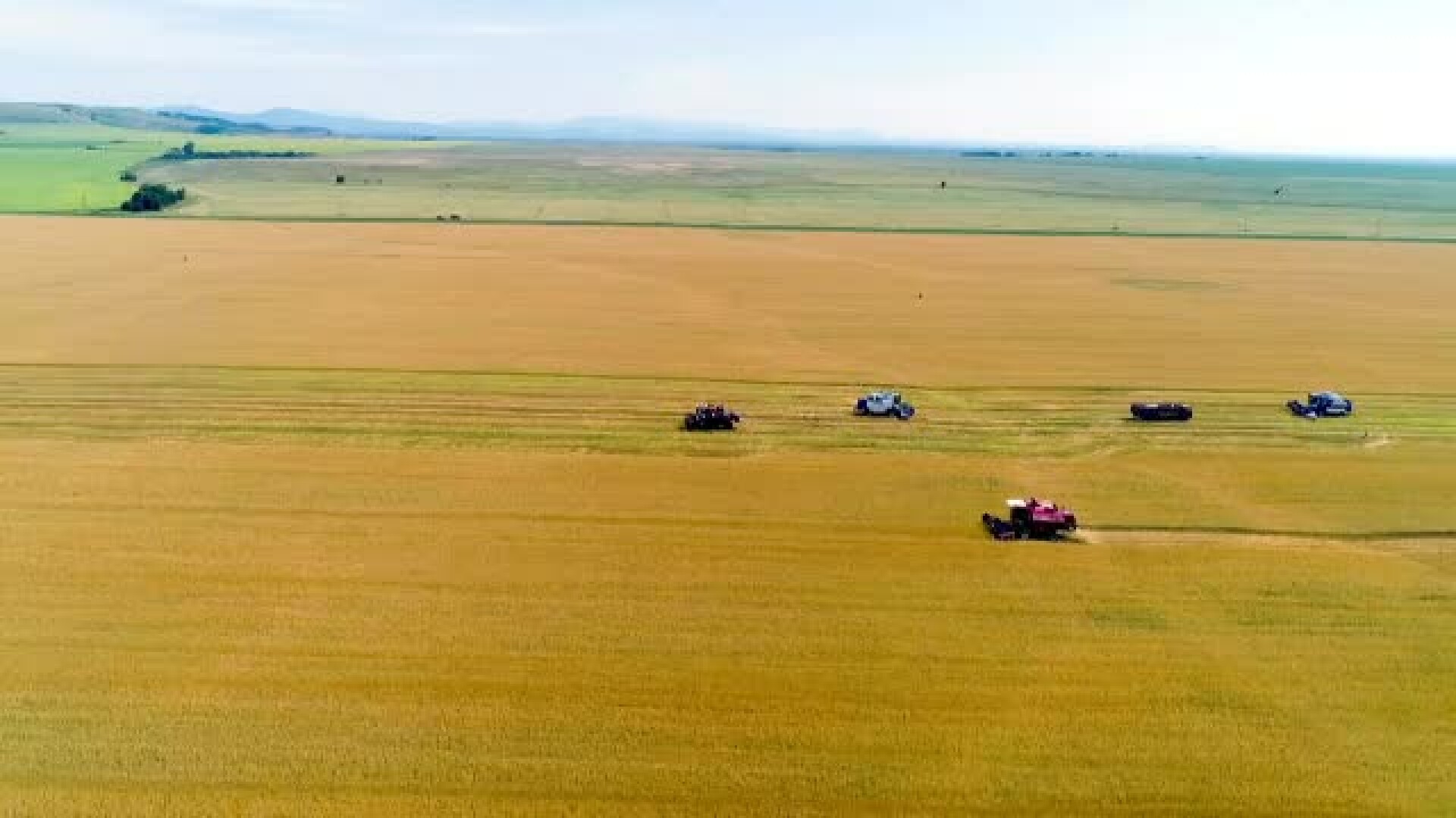 Un incendiu a distrus o cultură de grâu, în plin sezon de recoltare ...
