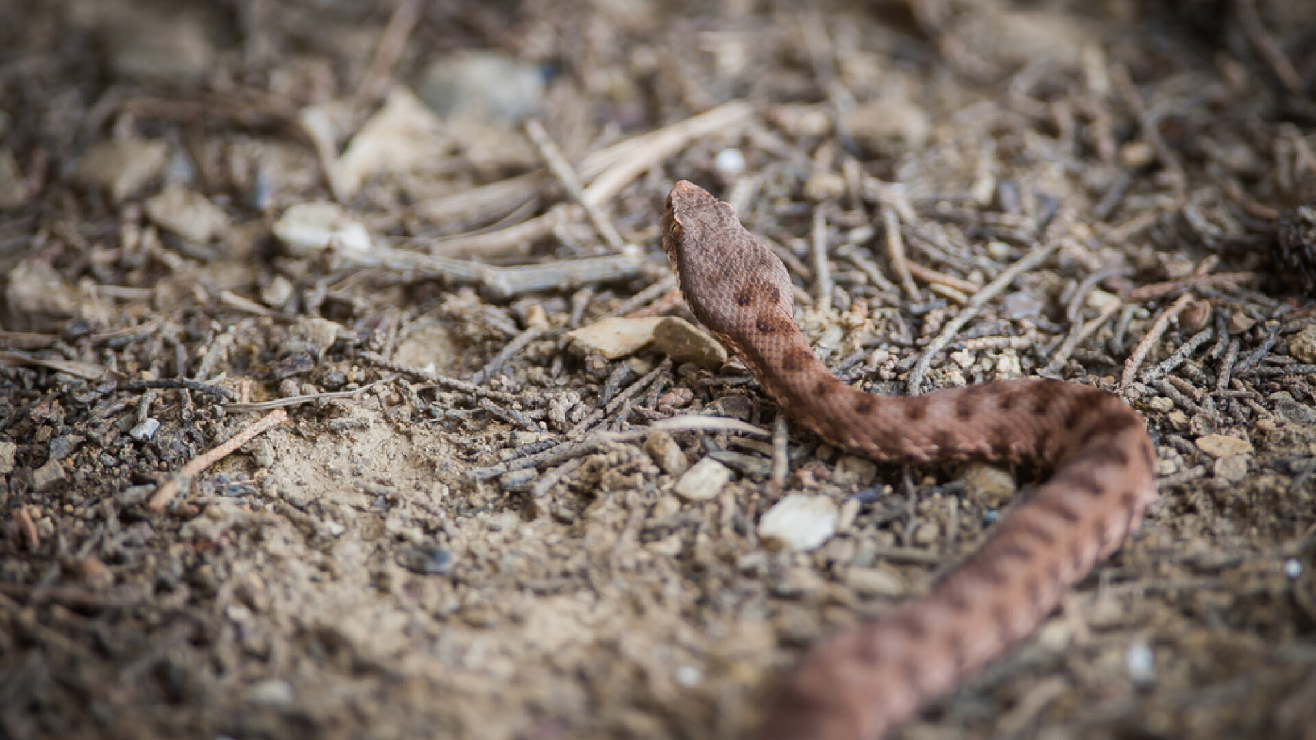 Alertă în Delta Dunării. Șerpii veninoși s-au înmulțit în zonele ...