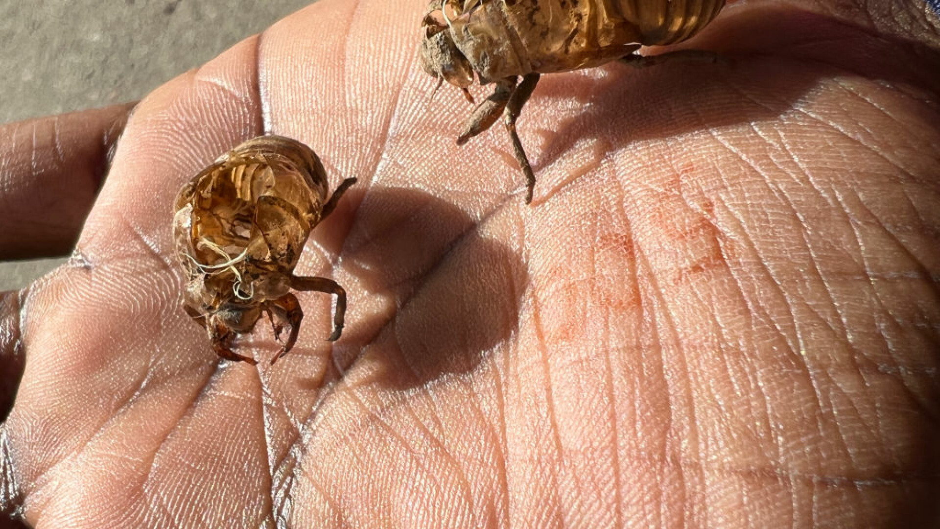 SUA se pregătesc de invazie. Insecta care s-a trezit după 17 ani și e ...