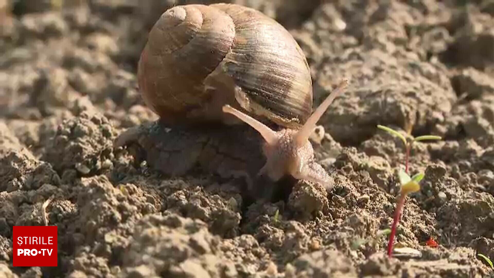 După ploi și inundații, melcii fac prăpăd în grădini: „Mănâncă tot ce ...