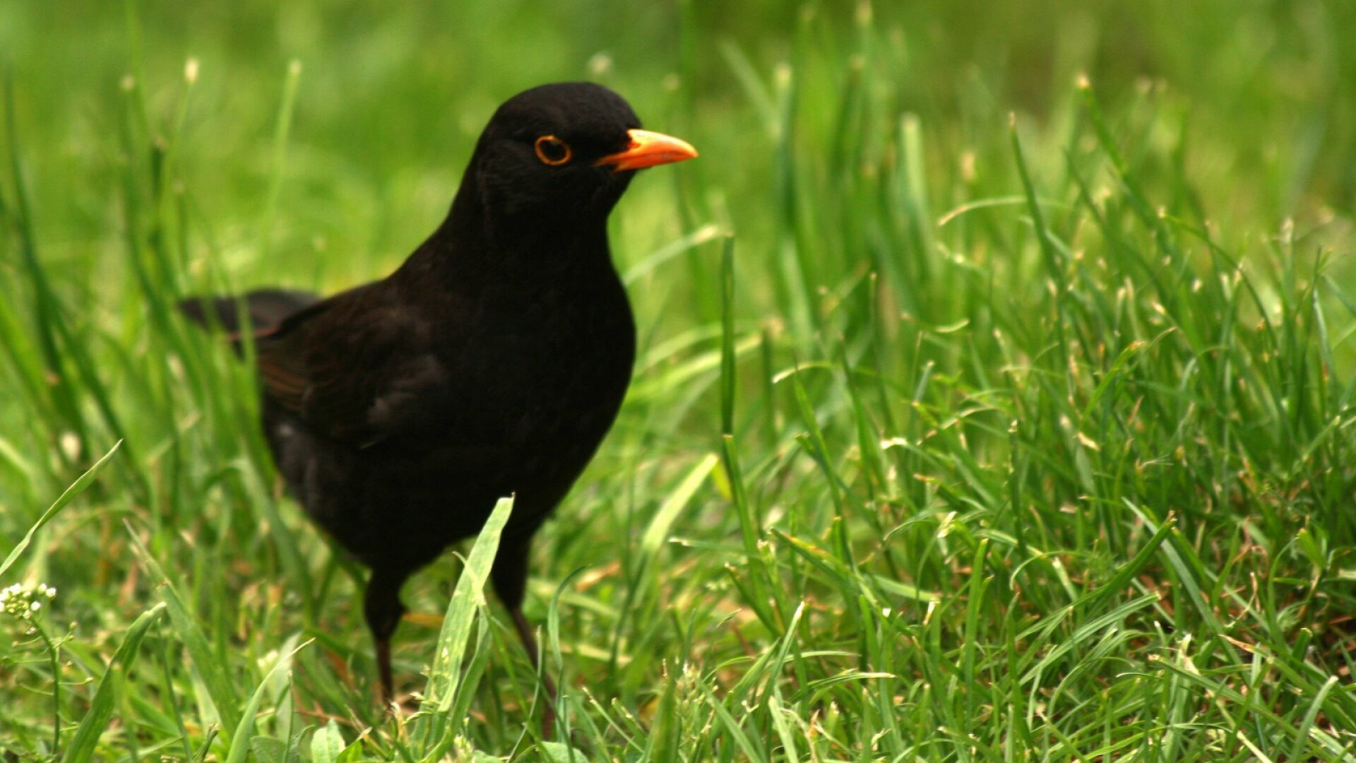 Cod rosu la Roma! E invazie de grauri - Știrile ProTV