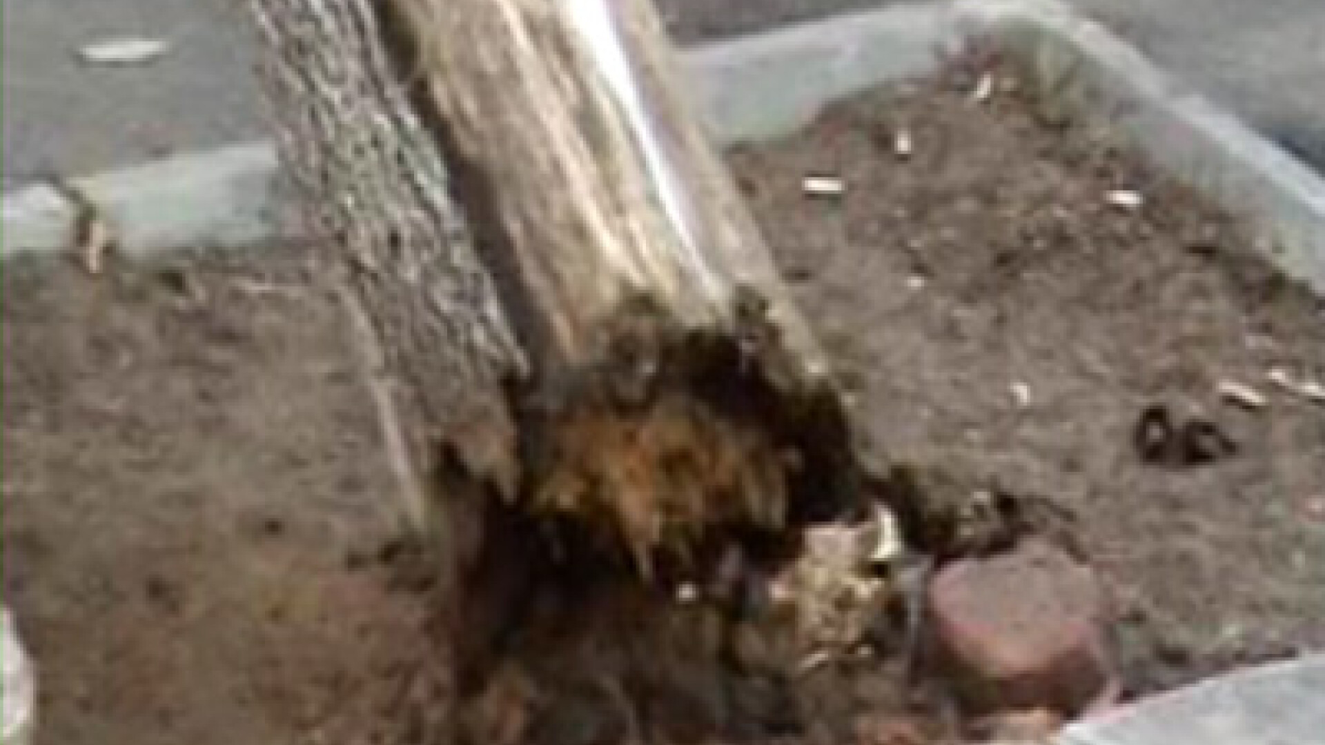 Plopii fara sot ai lui Eminescu... au ajuns cu sot! - Știrile ProTV