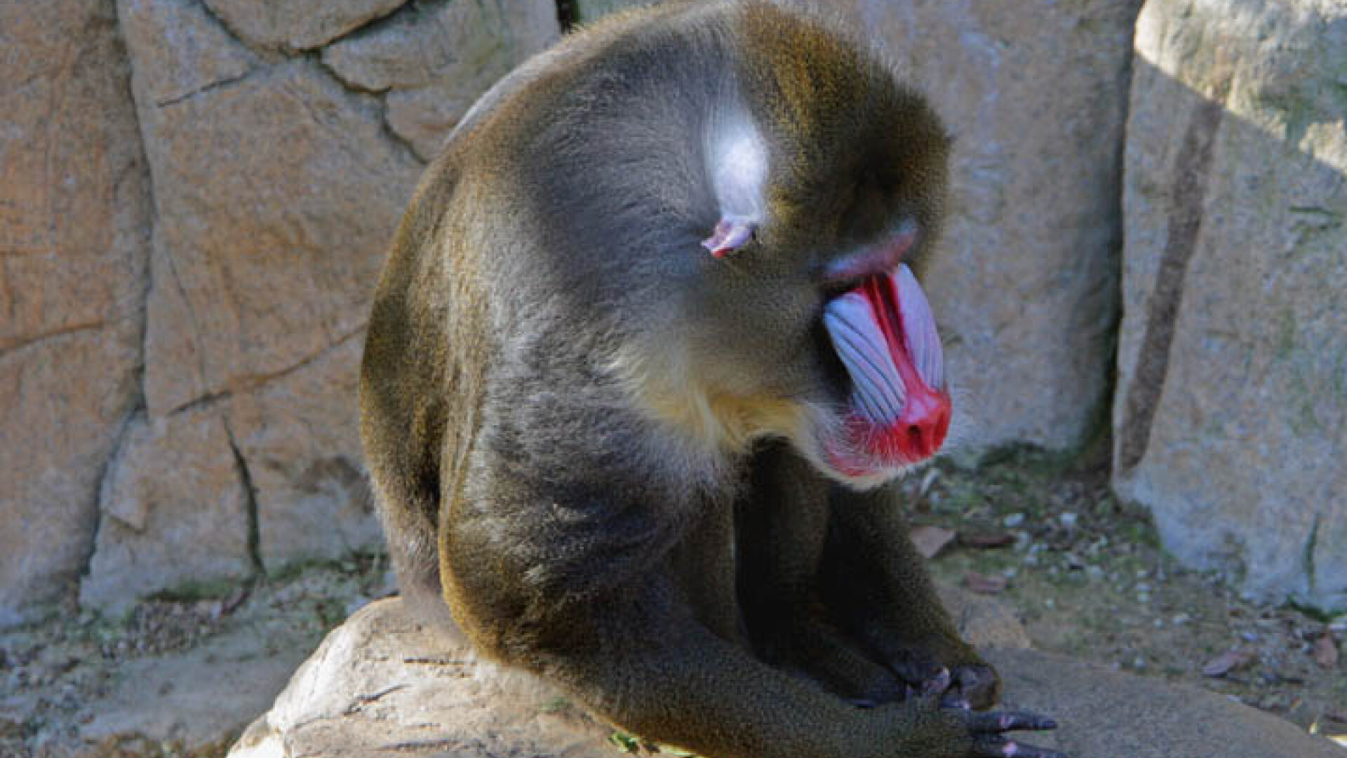 Gradina zoologica din Budapesta se mandreste cu doi pui de maimuta ...