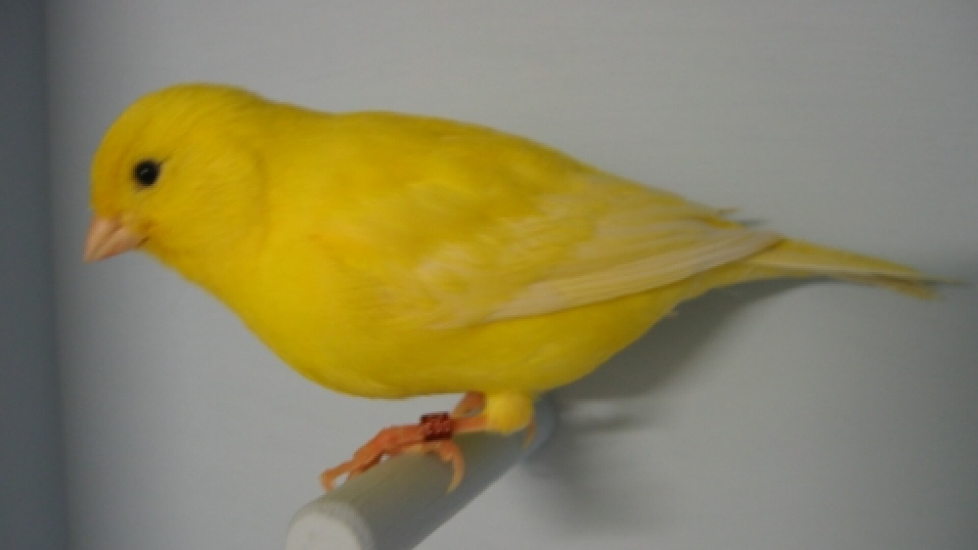 Sunt mici si canta in noua tonalitati! Vezi care-i cel mai talentat ...