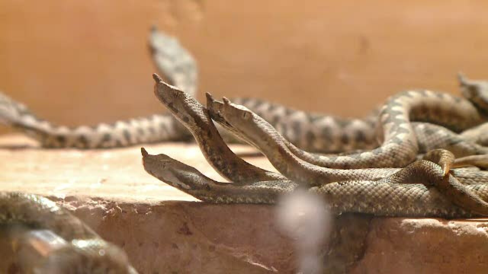 Romanul care are cea mai mare ferma de vipere din Romania scoate ...