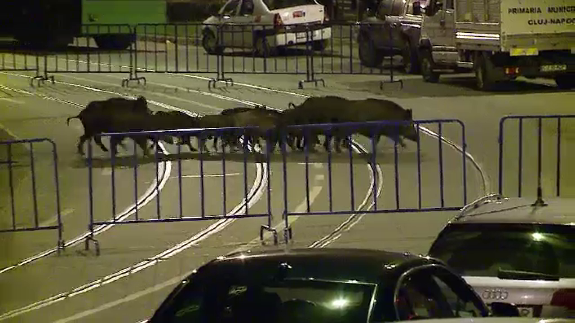 O turma de mistreti s-a ratacit prin Cluj. Trei femele si noua pui s-au ...