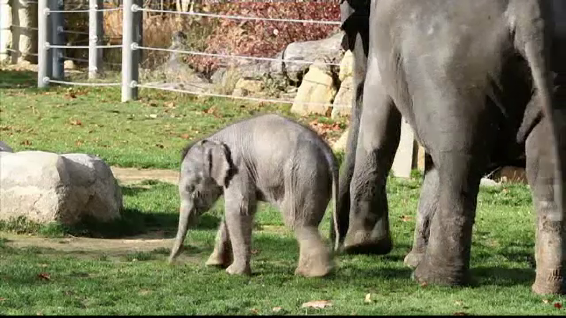 Doi pui de elefant, senzatia parcului zoo din Praga. "Micutii" de 250 ...