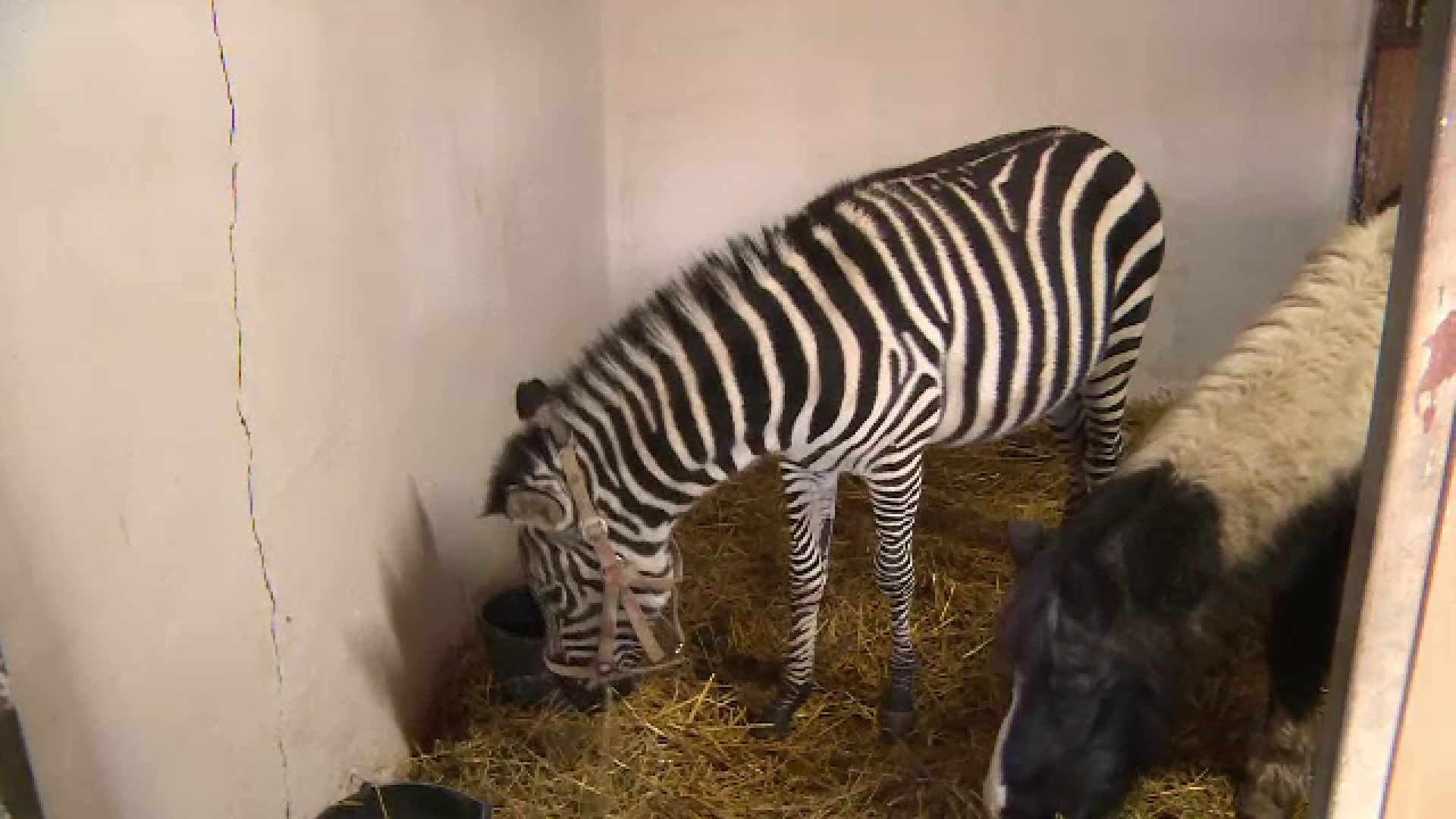 Un pui de zebra, noul "locatar" de la Gradina Zoologica din Bucov. De ...