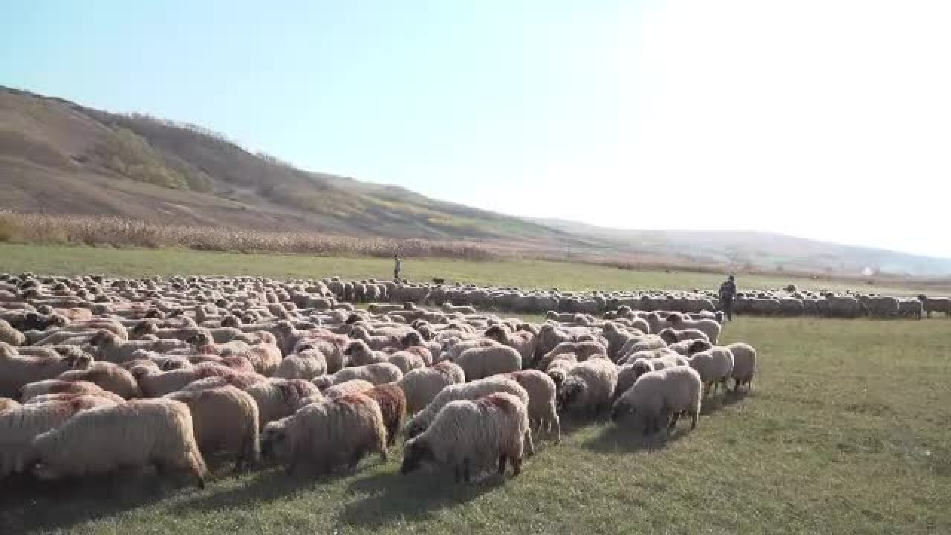 După porci, şi oile sunt lovite de o epidemie netratabilă. Carnea din ...