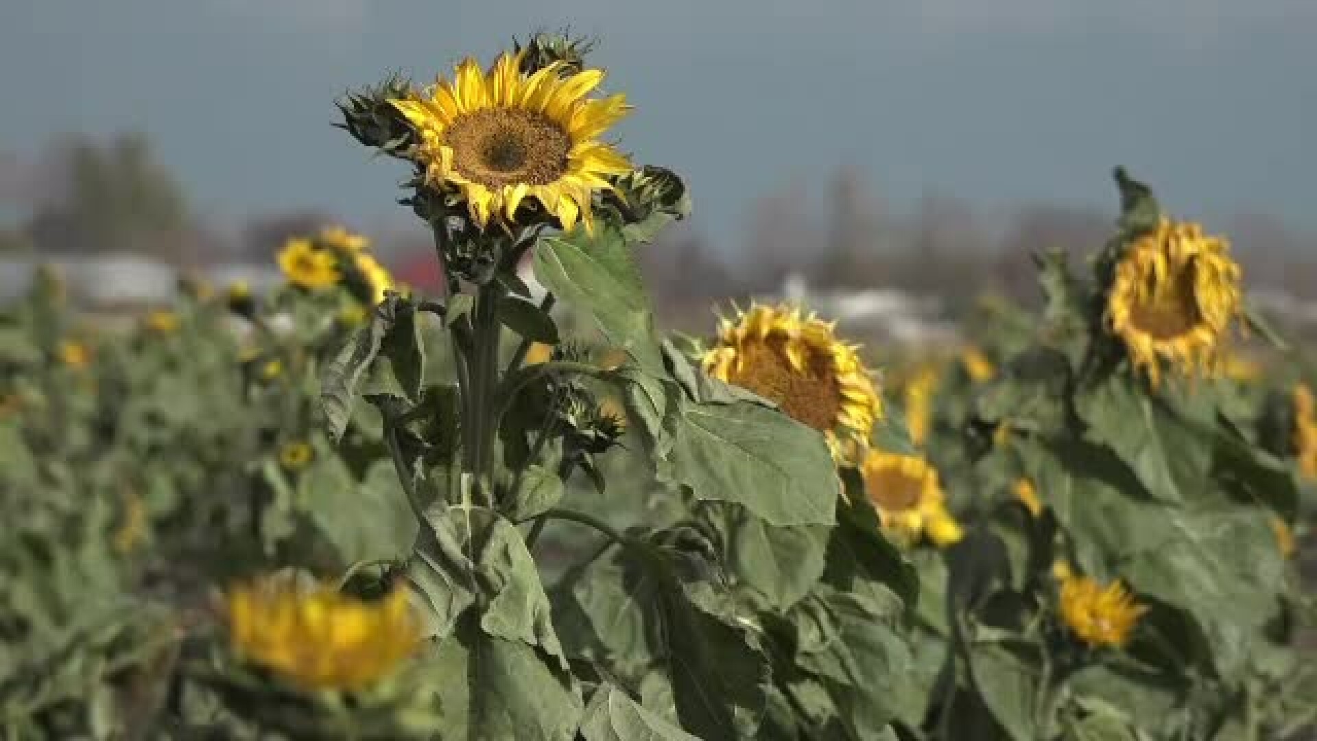 Floarea soarelui a înflorit în noiembrie pe un câmp din România ...