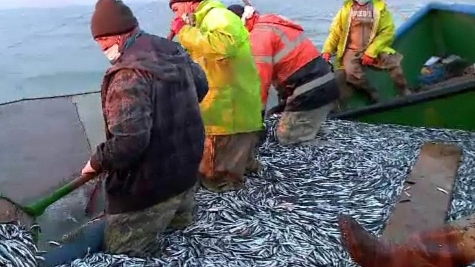 A început sezonul de pescuit stavrid şi lufar. La ce prețuri se vând în ...