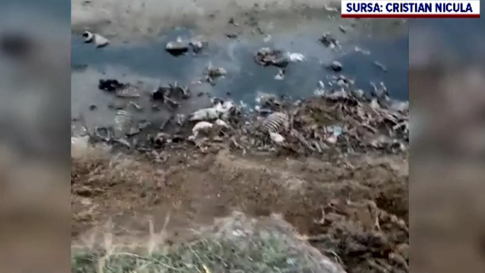 O tonă de resturi de animale au fost descoperite în albia râului ...
