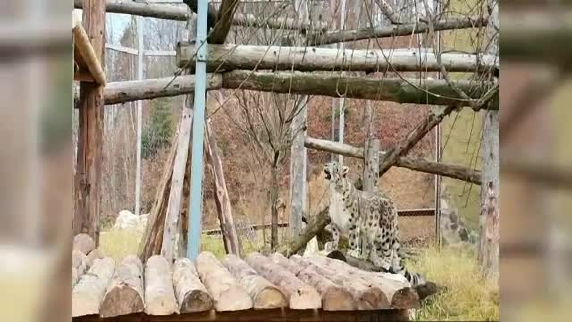 Doi leoparzi ai zăpezilor pot fi admirați la o grădină zoologică din ...