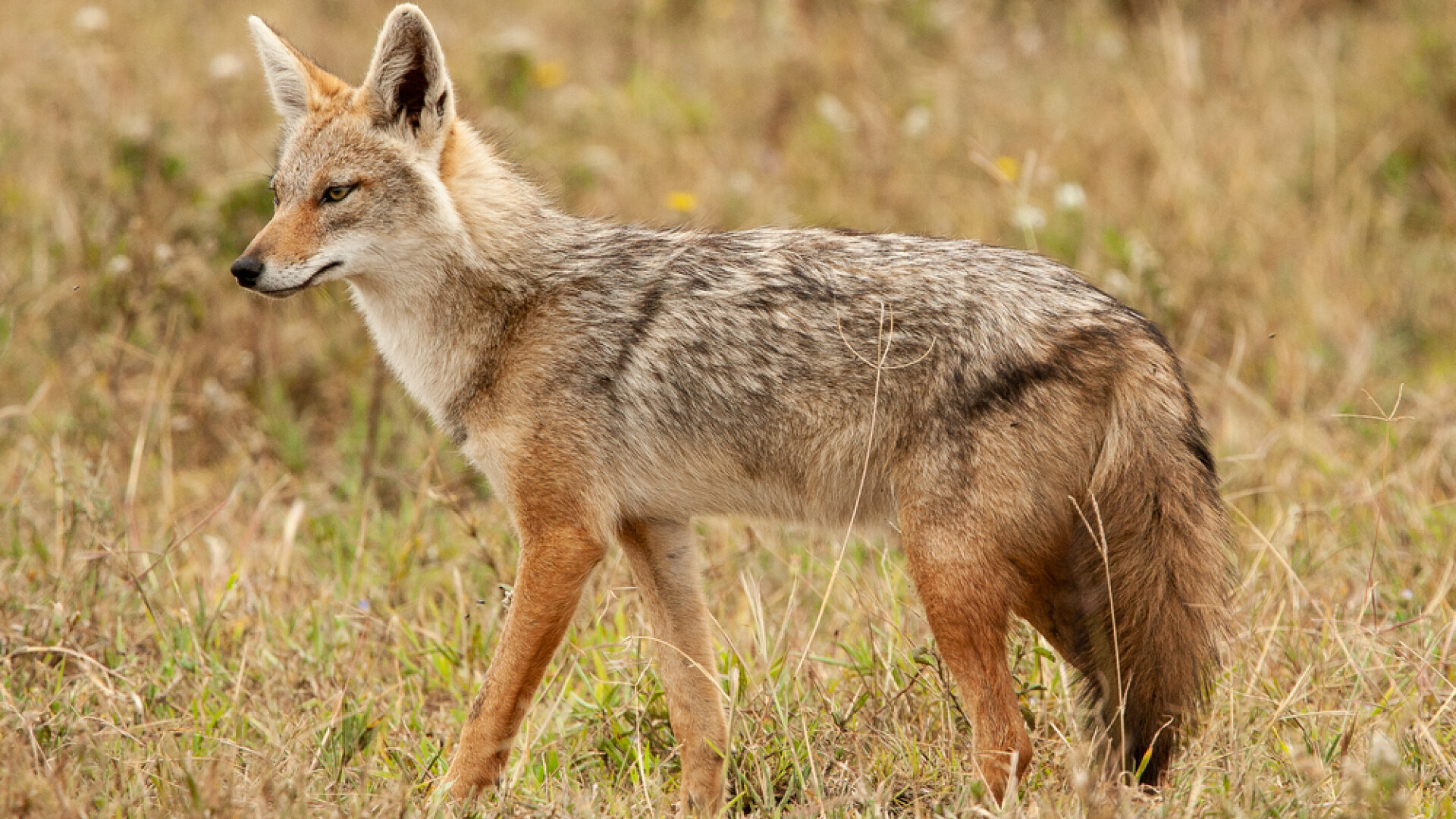 O zonă din România a fost invadată de șacali. Nimeni nu mai are curajul ...