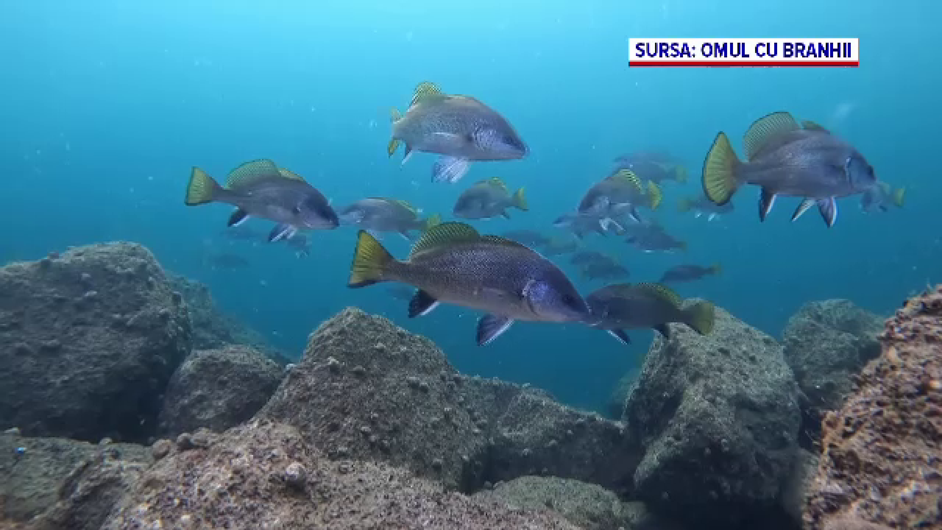 Au apărut specii noi de pești în Marea Neagră. 185 de specii ...