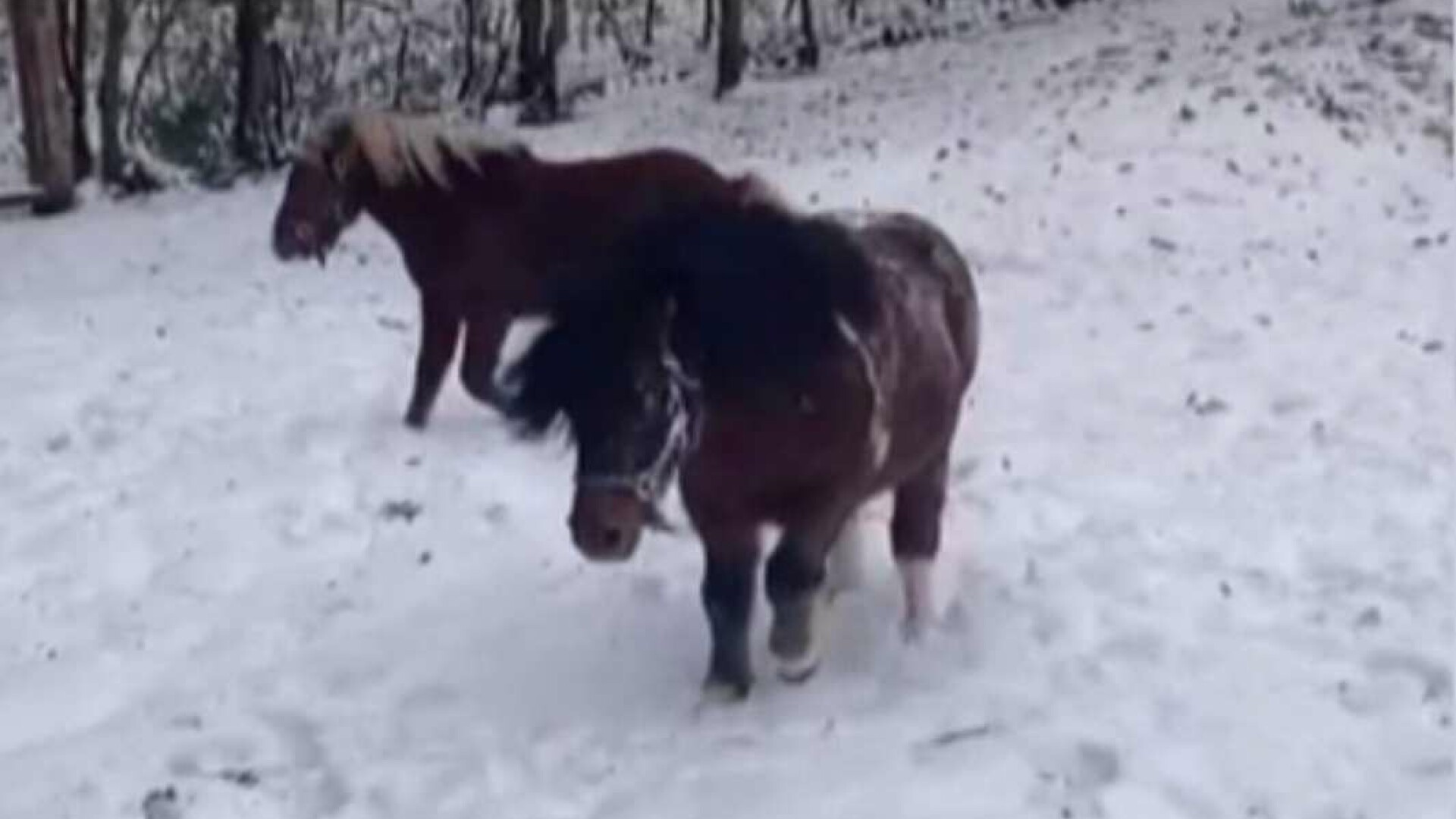 Poneiul dolofan Bobiță, spectacol în zăpadă. L-au urmat și ceilalți ...