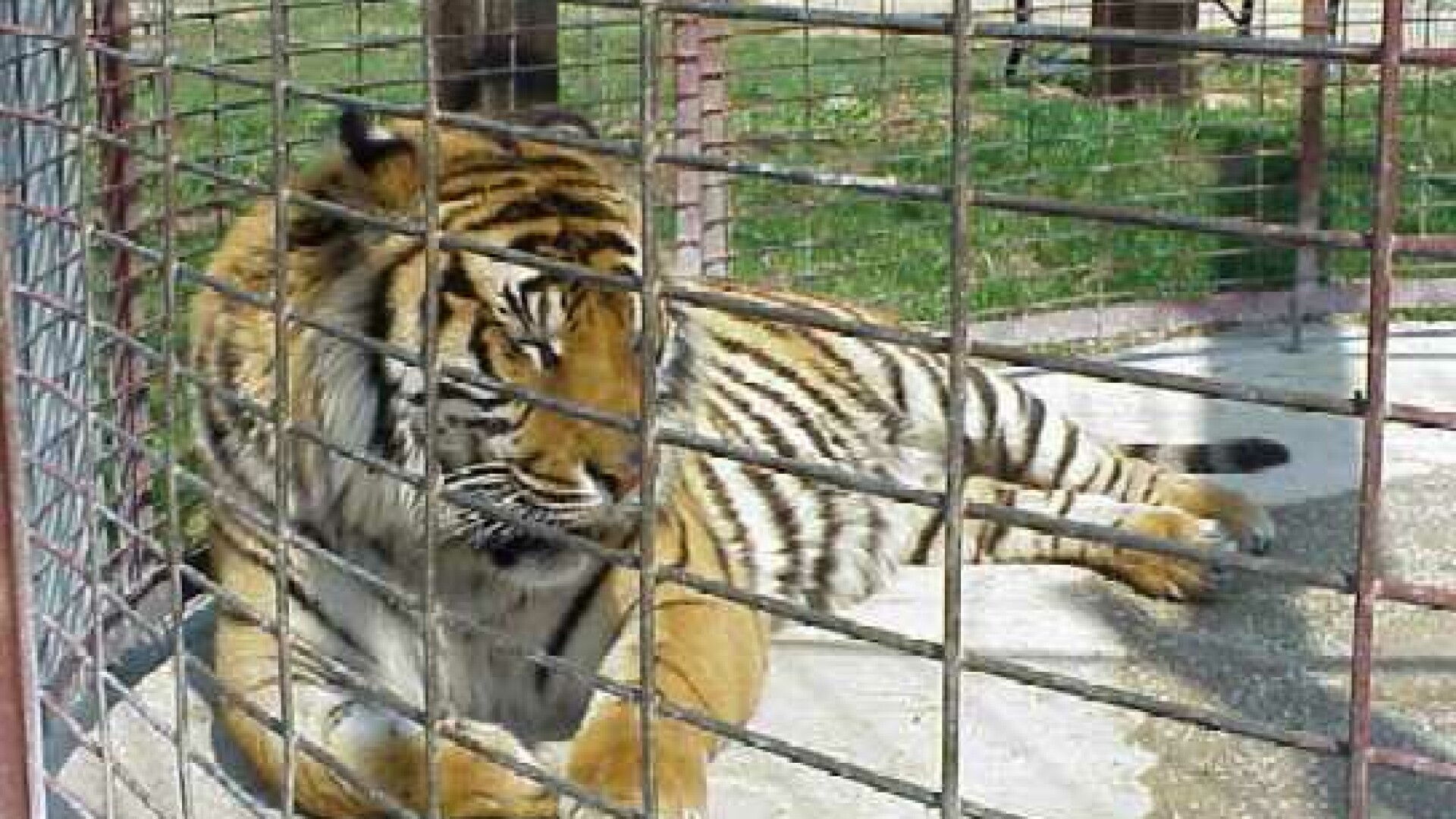 Este ziua gradinilor zoologice. Vizitatorii au intrarea libera la Zoo ...