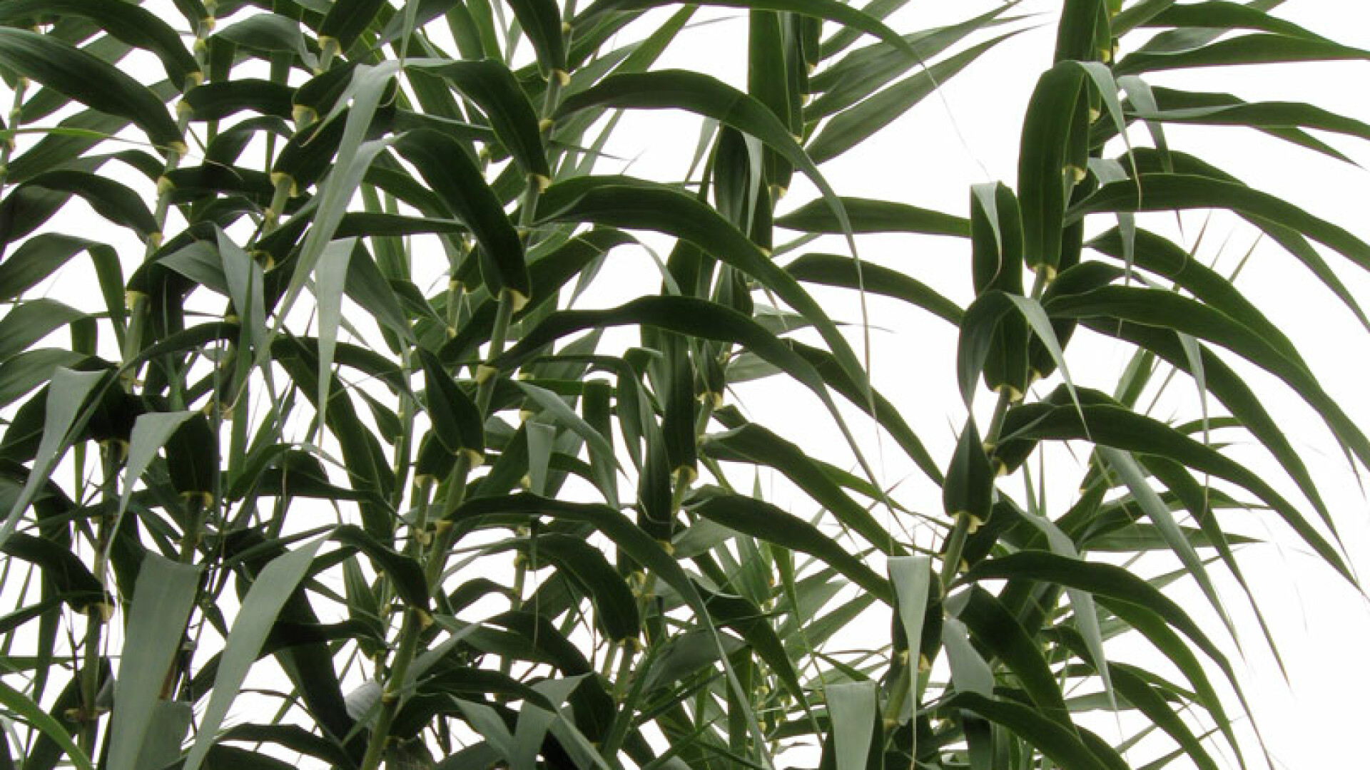 Razboi pe balta! La Tancabesti nu se mai pescuieste pe doi kilometri ...