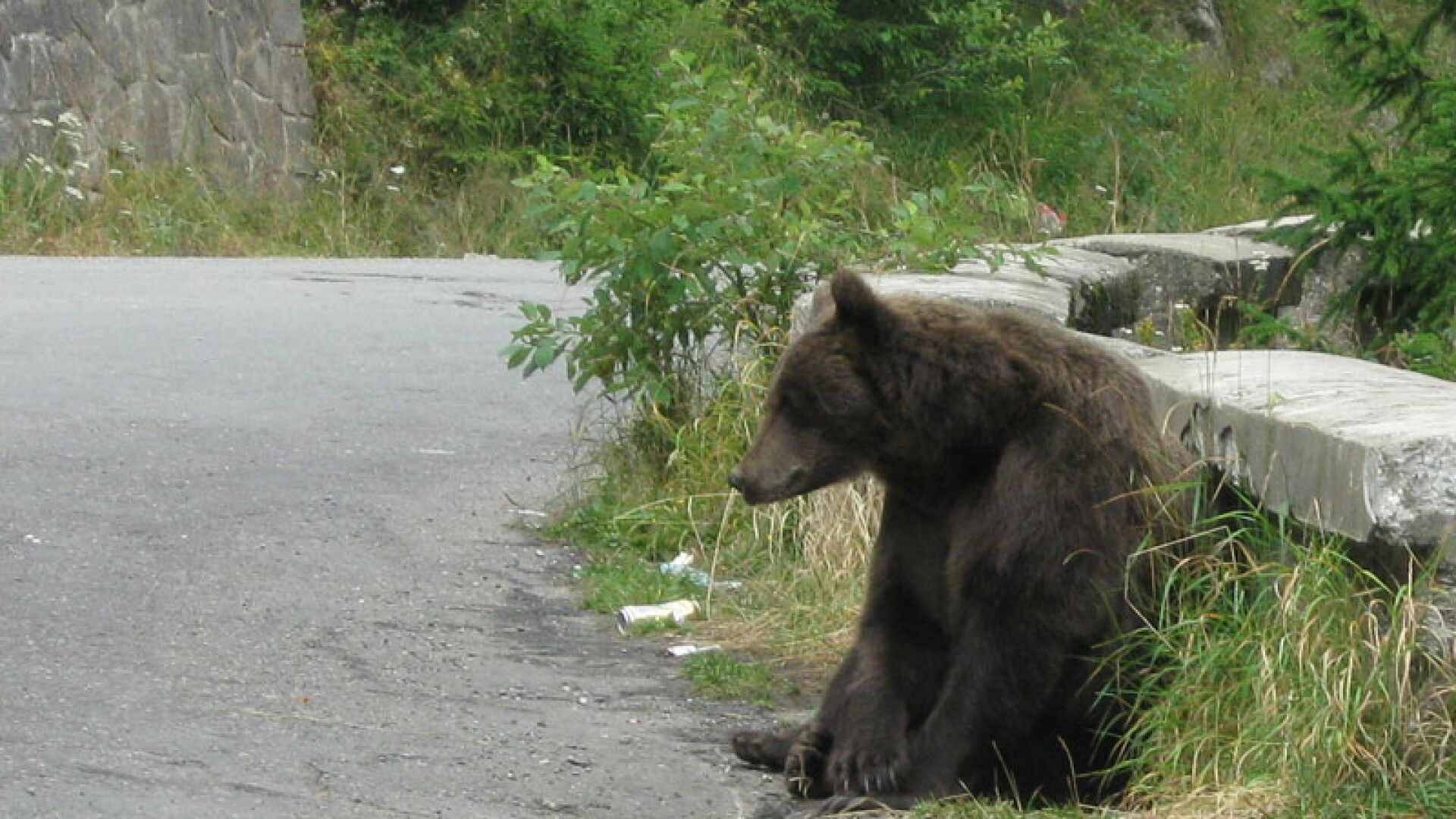 Ursii gunoieri s-au reprofilat: acum cauta de mancare in portbagaje ...