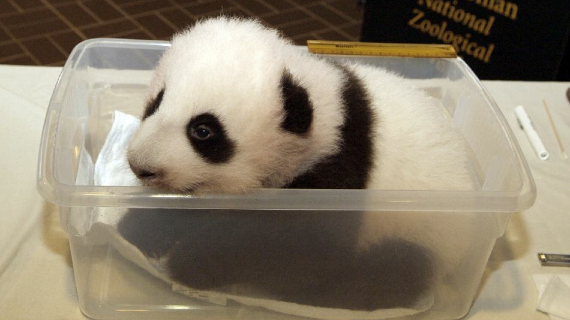 Doi pui de panda, vedetele unei gradini zoologice din Japonia - Știrile ...