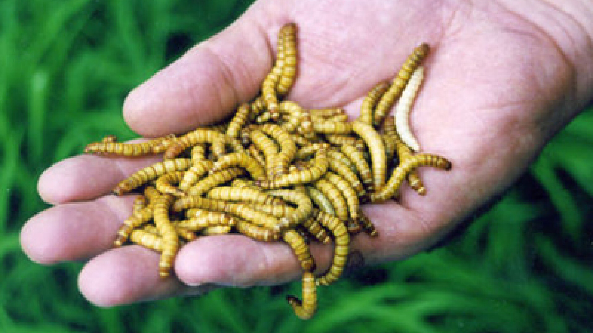 TERIFIANT! Viermele din ochi poate aparea la oricine! - Știrile ProTV