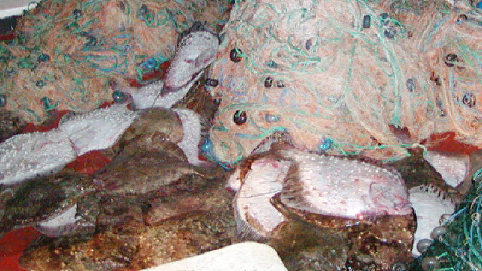 Piata de peste de la Varna. De ce la ei se poate si la noi nu ...