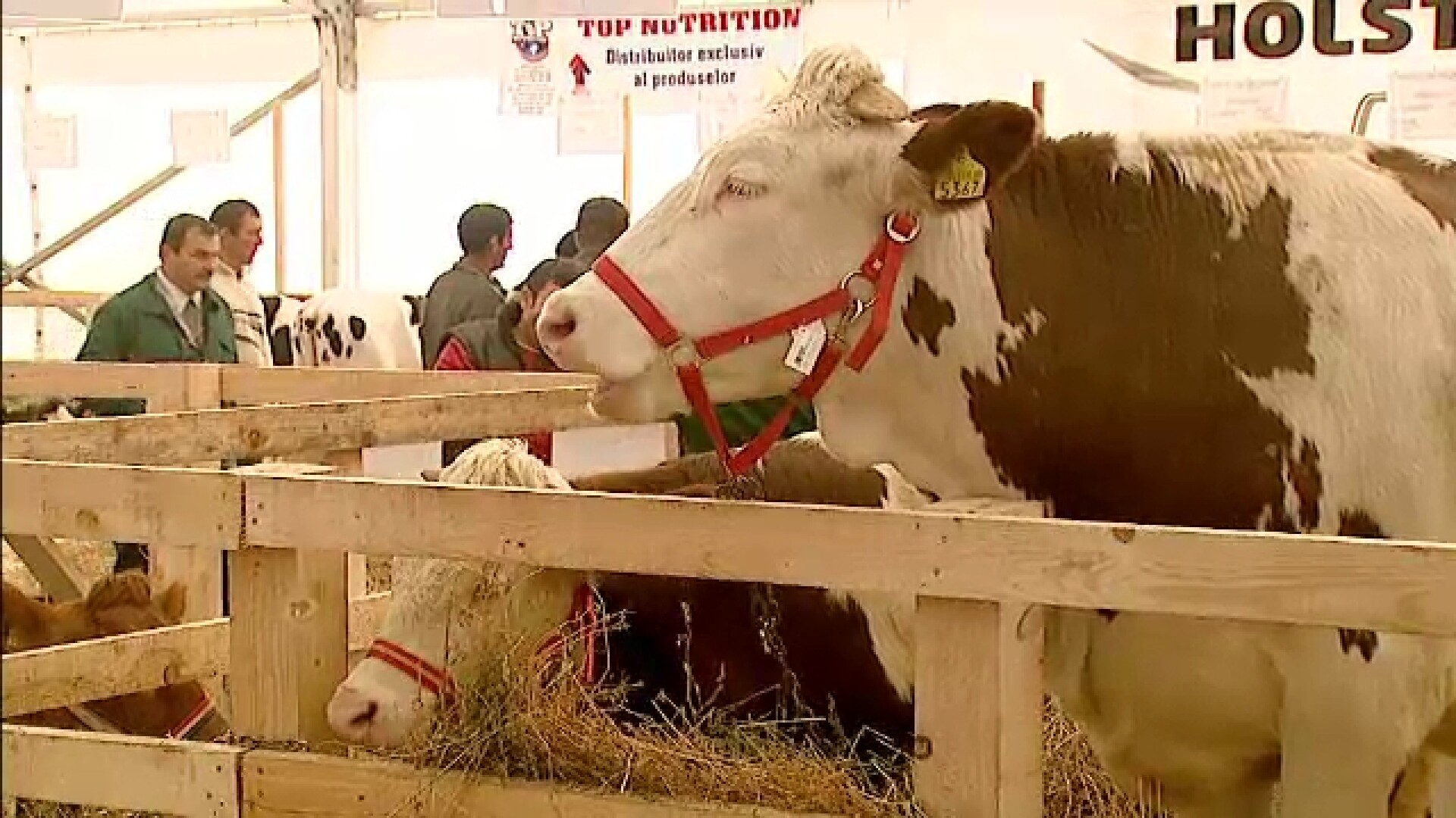 De la coada vacii, la incasari de 67 mil. euro din exporturi ...