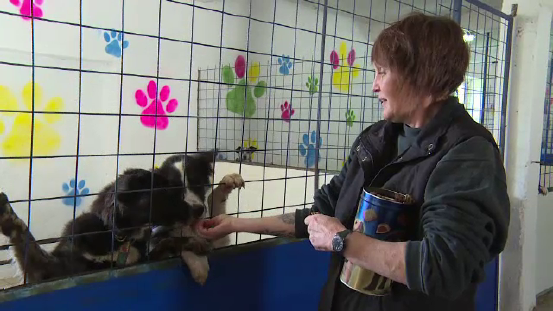 O nemtoaica din Alba a salvat intr-un an zeci de animale fara adapost ...