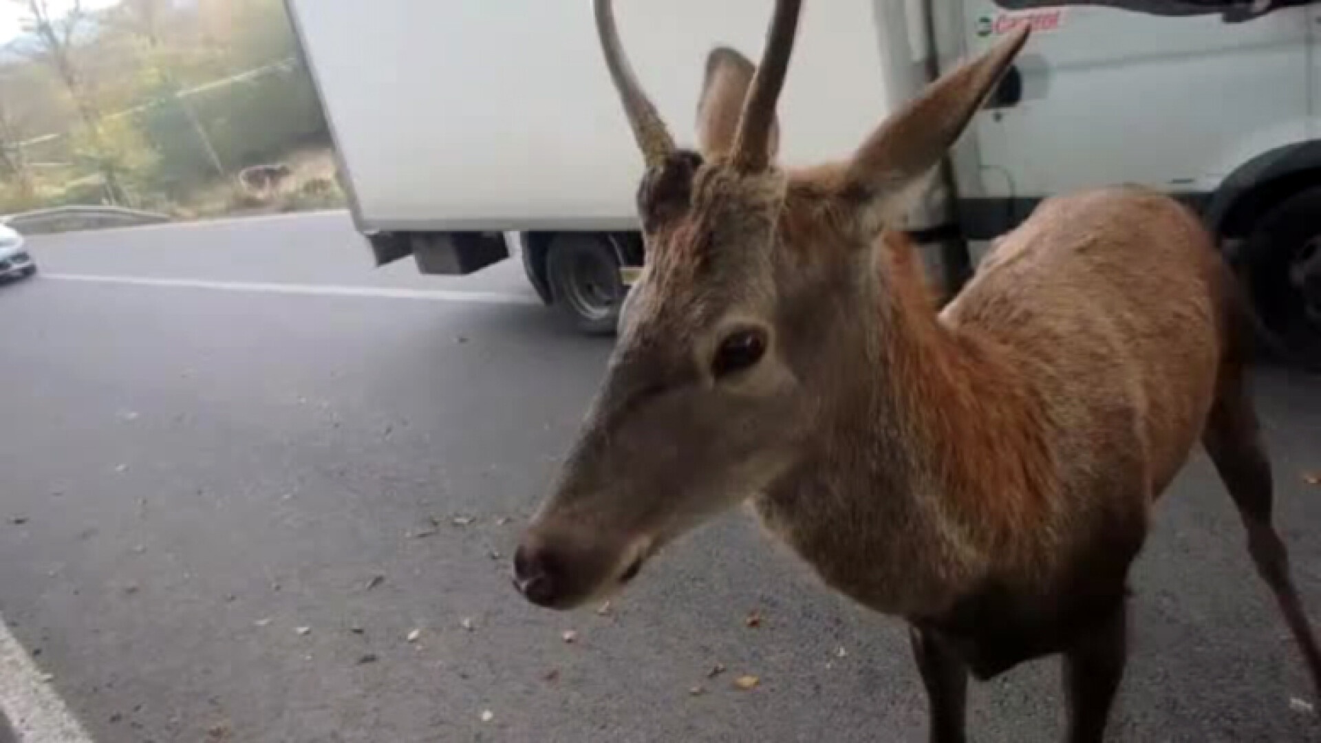 "Luati-l de pe mine". Un pui de cerb a devenit vedeta pe internet dupa ...