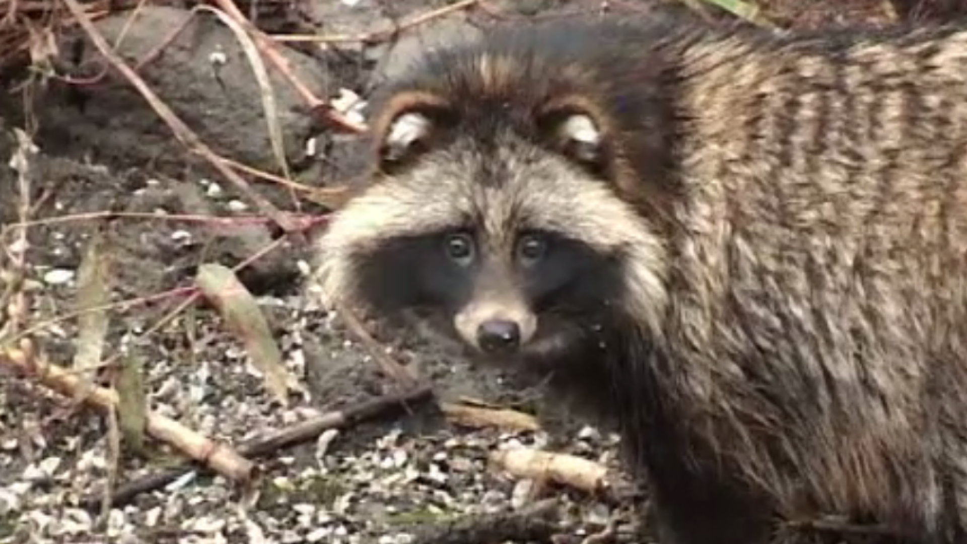 Un animal rar reîncepe să apară în România. Imaginile surprinse de ...