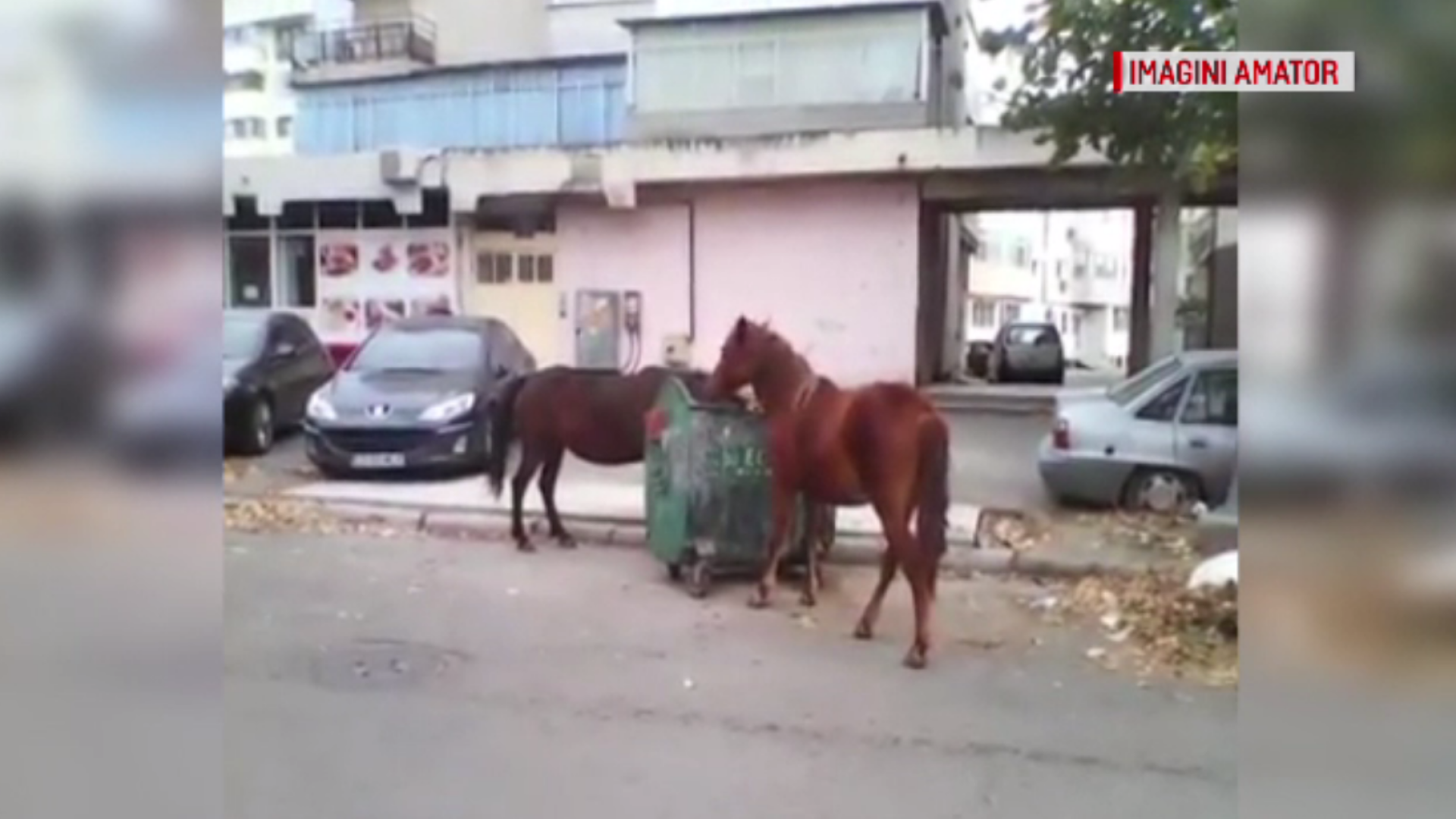 Doi cai au fost filmați în timp ce mâncau dintr-un tomberon, într-un ...