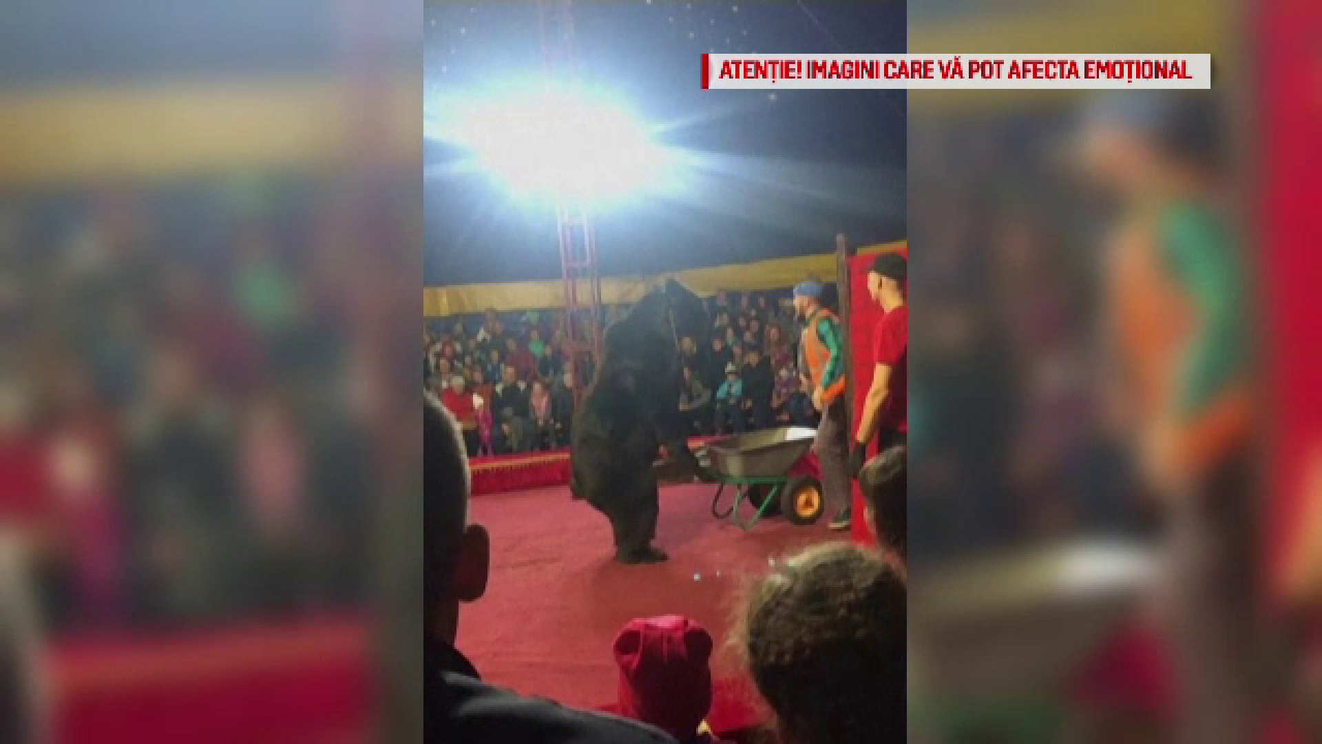Spectacol de circ cu final dramatic. Momentul în care un urs și-a ...