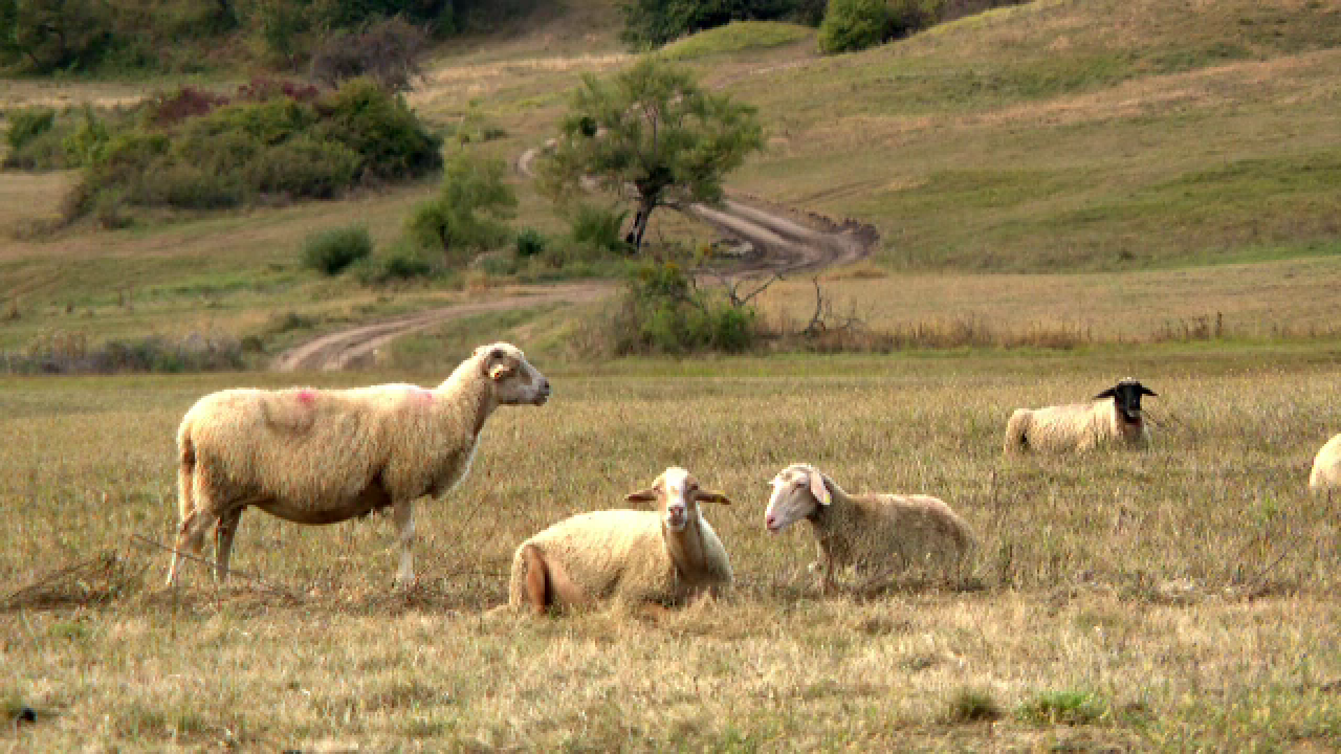 Exportul de animale vii din România ar putea fi interzis. S-ar putea ...