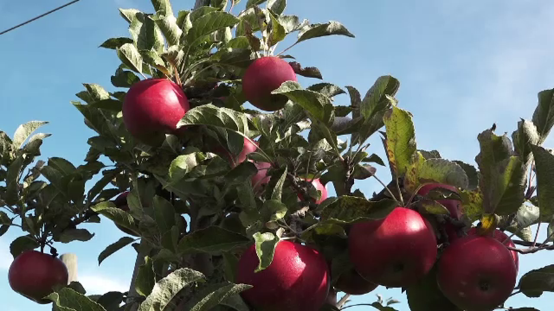 Oțetul de mere, la mare căutare în România. Cât a ajuns să coste un ...