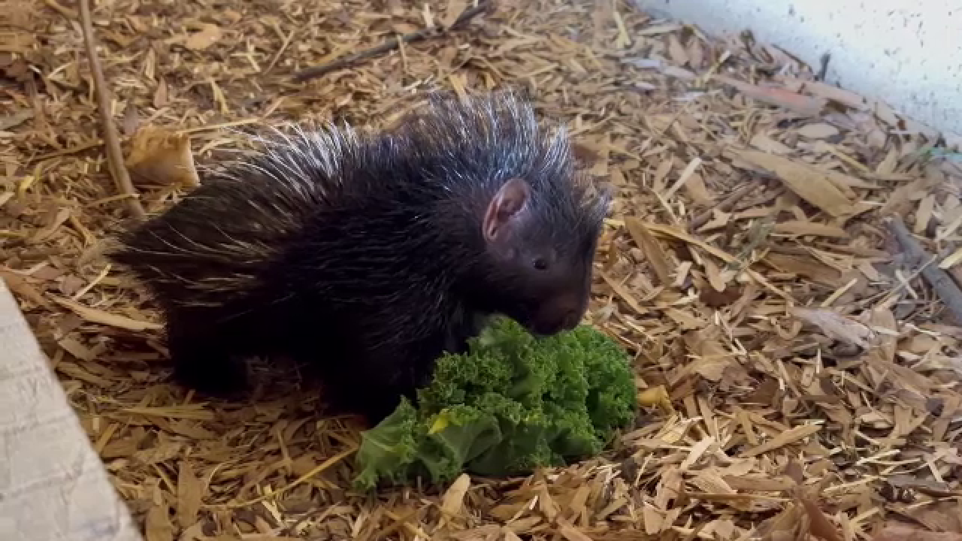 Un pui de porc spinos a făcut spectacol la o grădină zoologică din ...