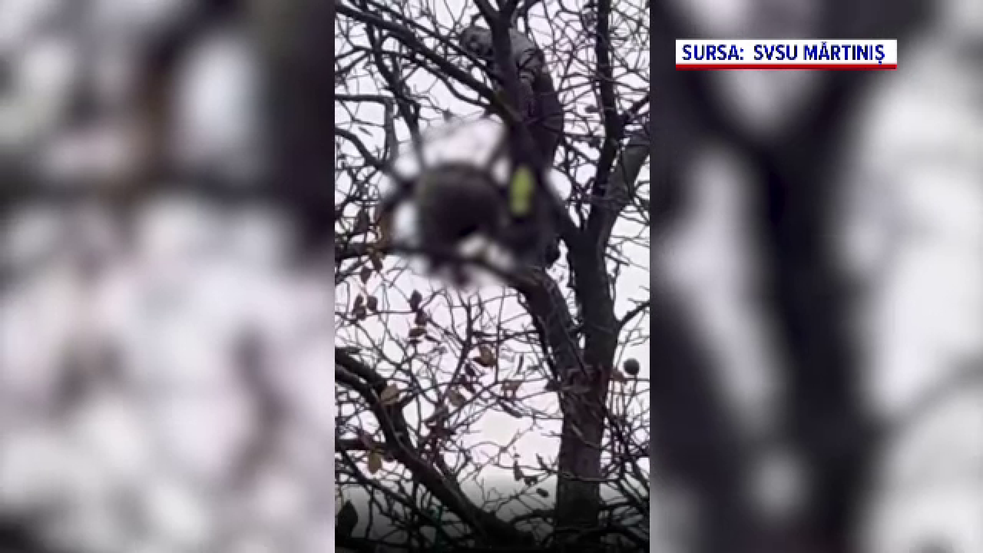 Un pui de urs a fost găsit mort într-o comună din Harghita, atârnând de ...