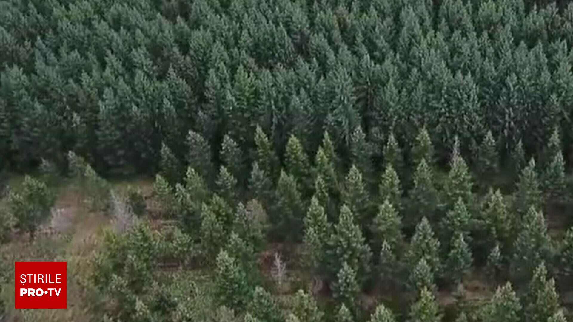 "Sunt de foarte bună calitate". Seminţele de brad românesc, la mare ...