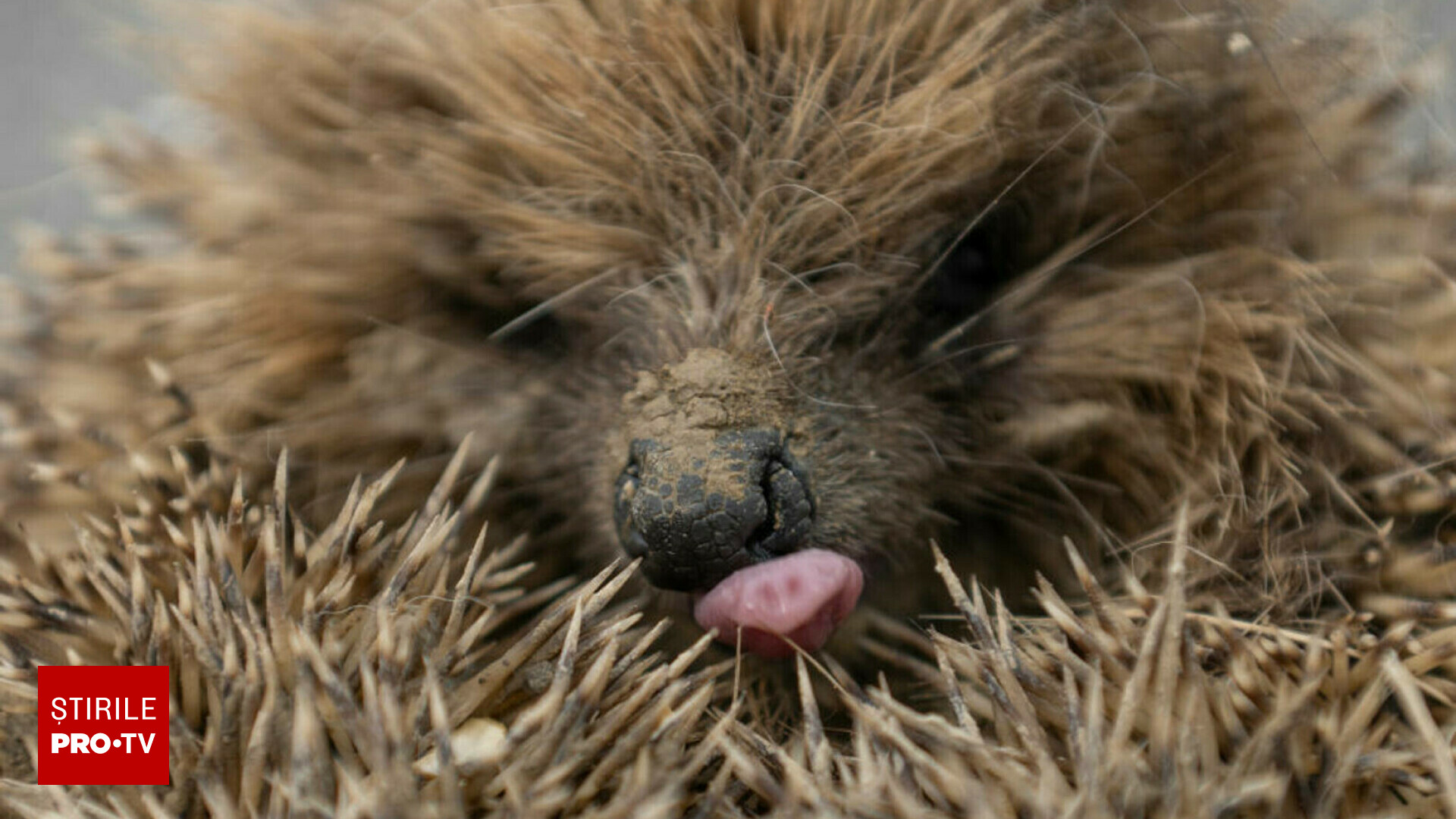 Unul dintre cele mai simpatice animale din Europa ar putea dispărea ...