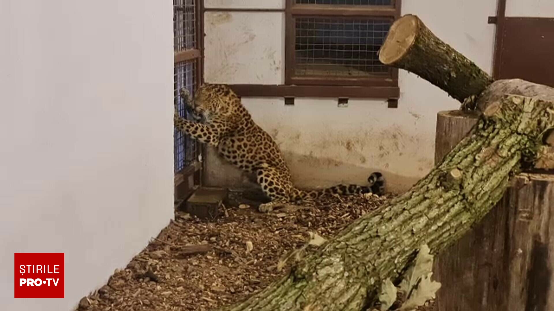 Un animal pe cale de dispariție a fost adus la grădina zoologică din ...